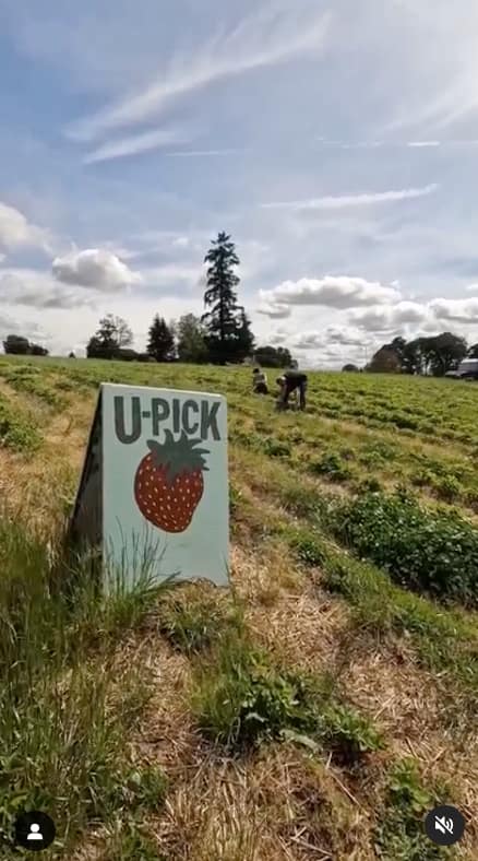 Where to Find U-Pick Pick Berries Near Portland + MAP