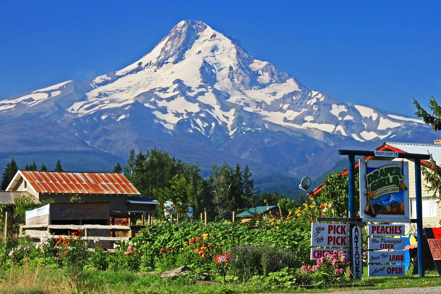 Where to Find U-Pick Pick Berries Near Portland + MAP