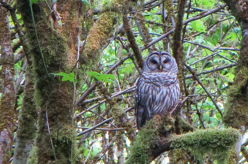 It's Sunny, Time to Go on a Hike! - PDX Parent